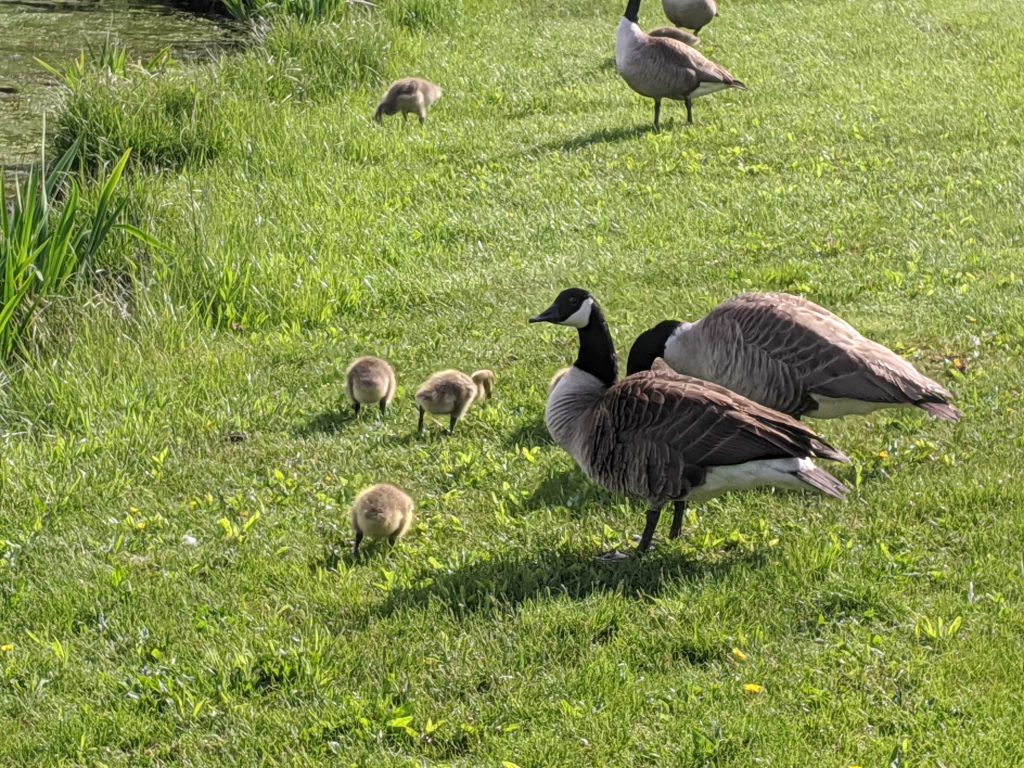 Urbana Parks Plan 'Charity Harvest' To Control Goose Population - IPM ...
