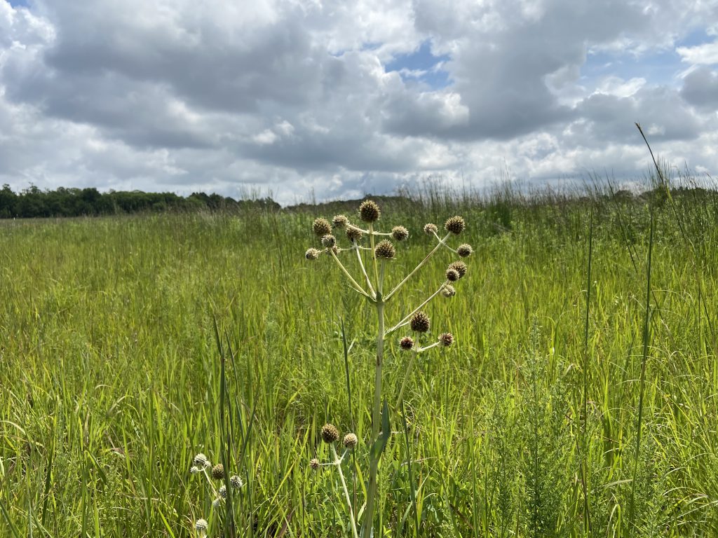 Conservationists Start Project Restoring Some Of Central Illinois ...