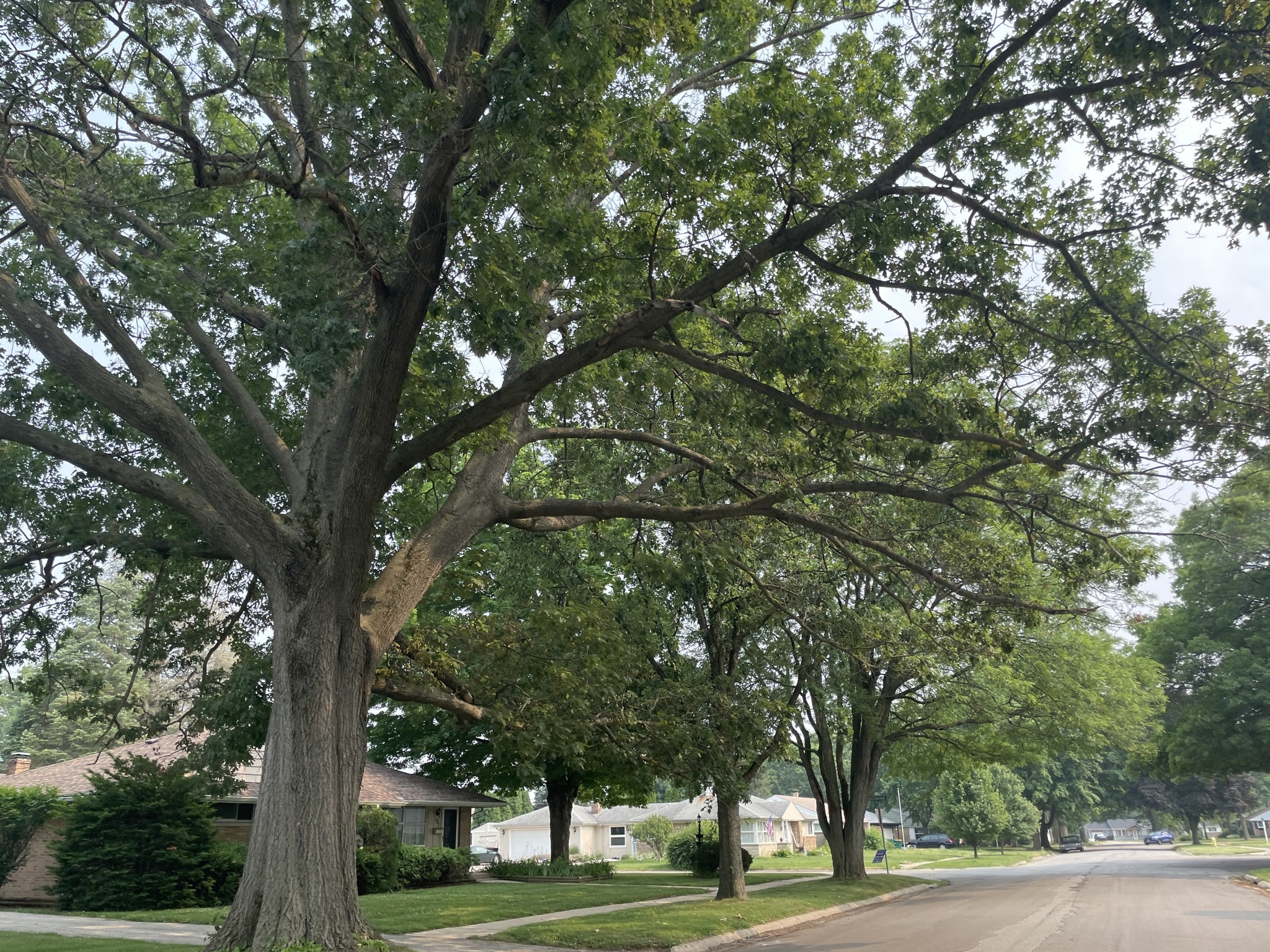 Trees climb up cities' priority lists after getting a $1.5 billion ...