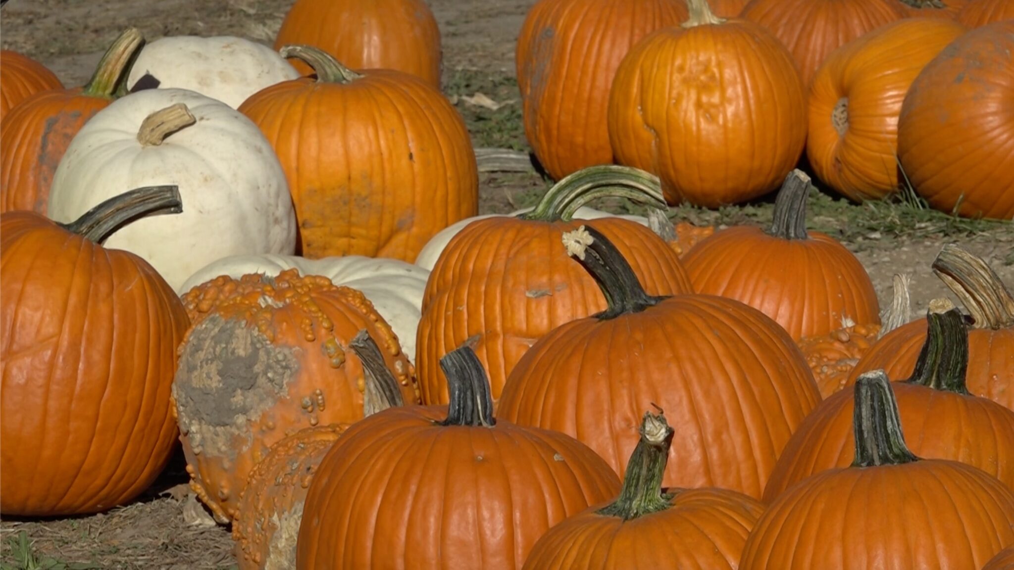Illinois is the nation’s leading pumpkin producer. Here’s why - IPM ...