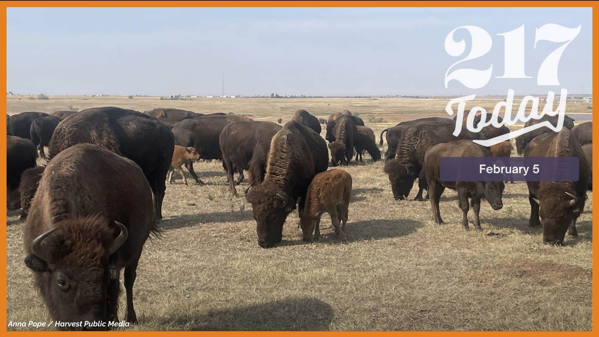 217 Today: How more tribes are working to bring bison back to their ...