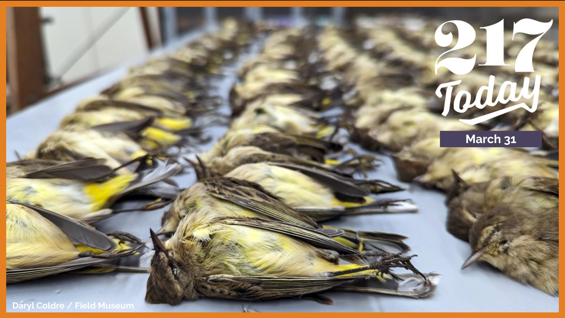 217 Today: Midwest light pollution kills migrating birds, but scientists know how you can help ...