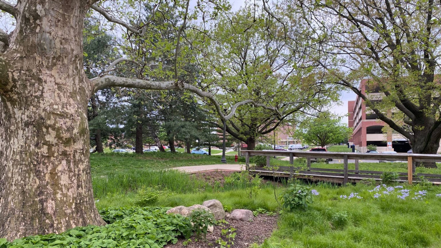 More than just a garden: how the Red Oak Rain Garden manages floods and ...