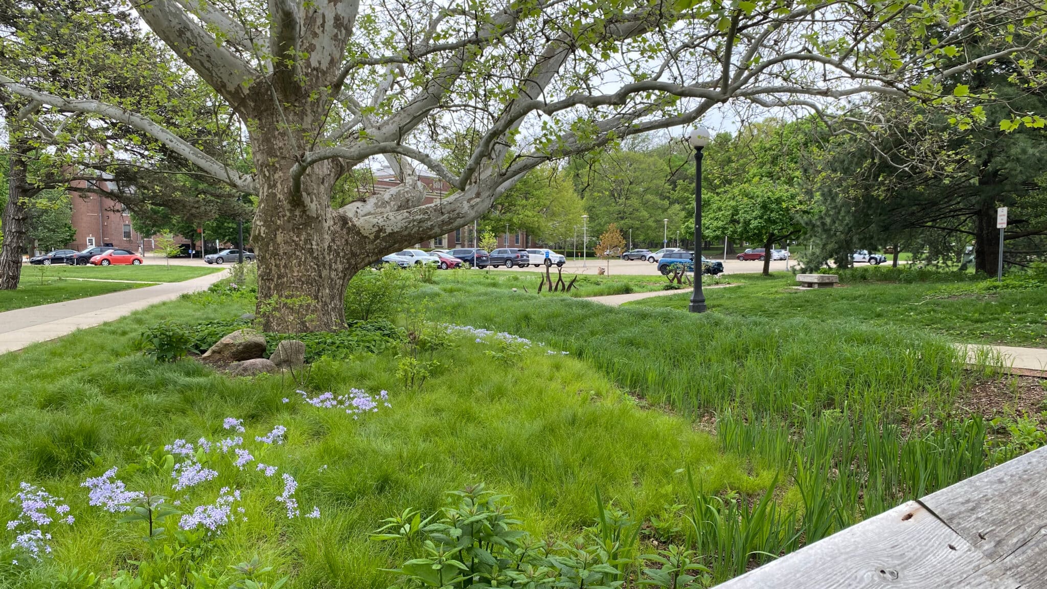 More than just a garden: how the Red Oak Rain Garden manages floods and ...